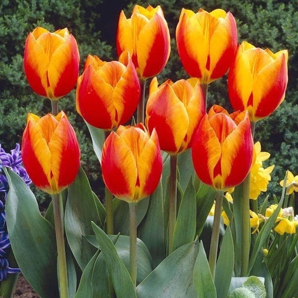 Lukovice tulipana s dvobojnim cvijetom - Tulipa 'Flair' – Secret Garden ...