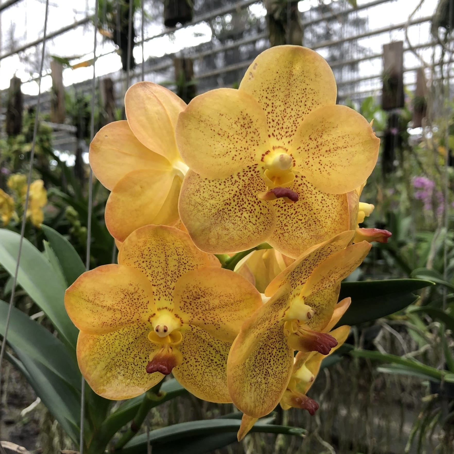 Vanda Ratchaburi Beauty parfumata – Secret Garden Plant Shop