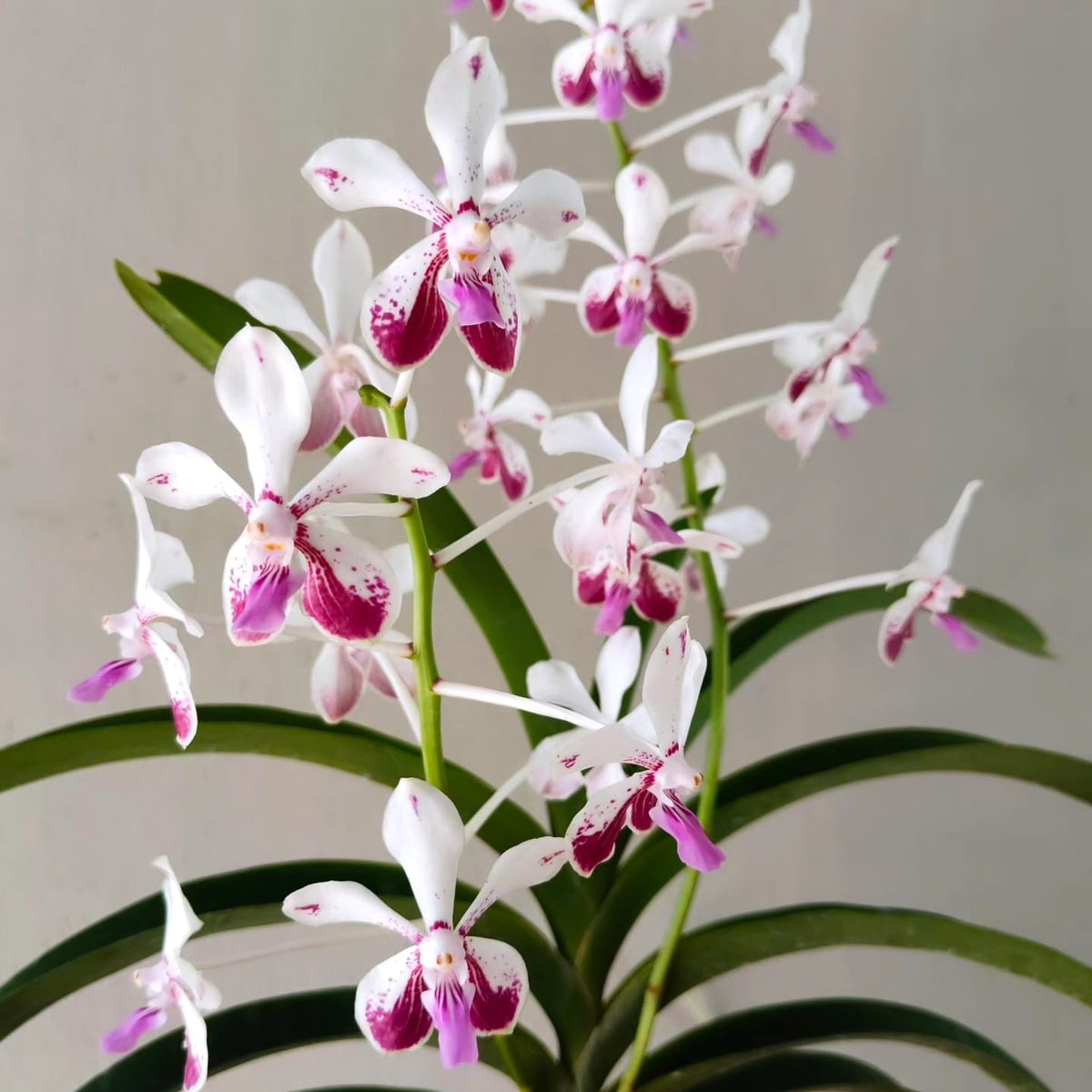 Vanda Loke (Vanda lamellata × Vanda luzonica) parfumata – Secret Garden ...