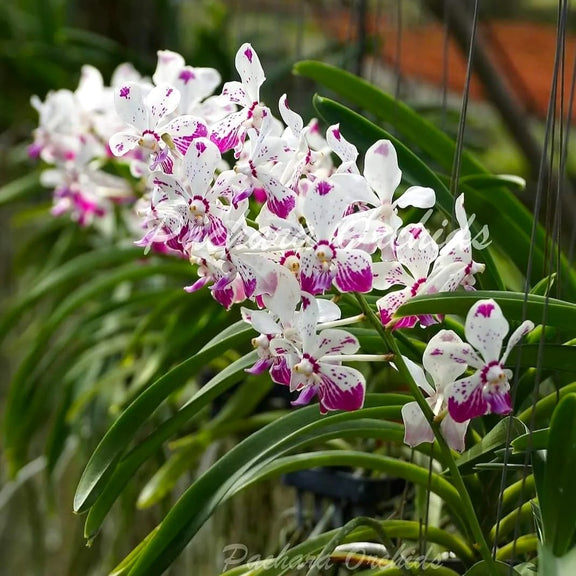 Vanda Loke (Vanda lamellata × Vanda luzonica) parfumata