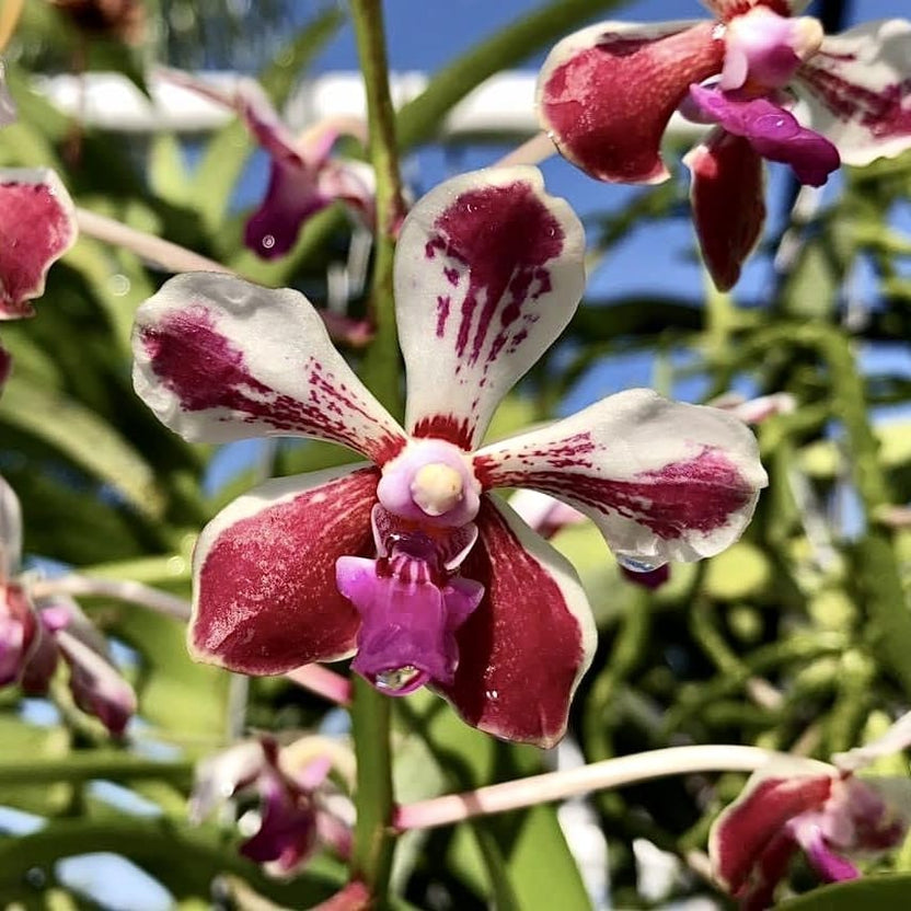 Vanda Loke (Vanda lamellata × Vanda luzonica) parfumata – Secret Garden ...