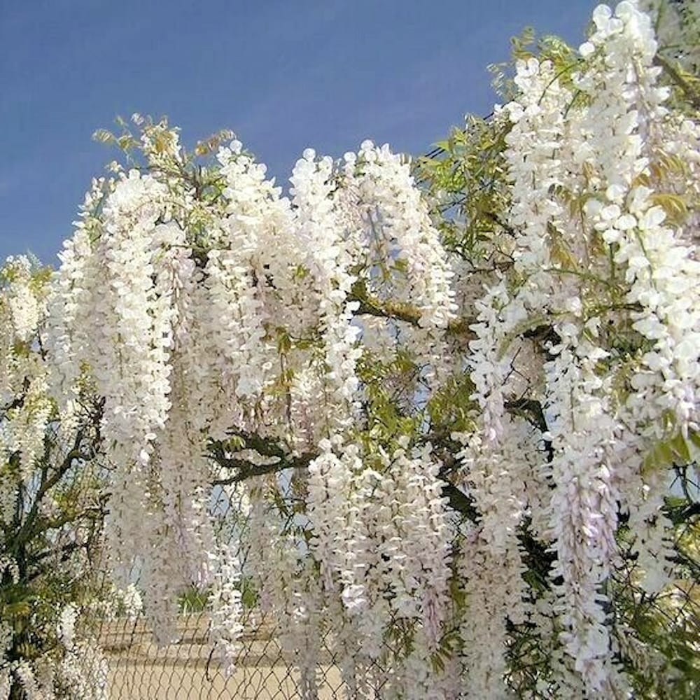 Glicina americana alba - Wisteria macrostachya 'Clara Mack' (flori par ...