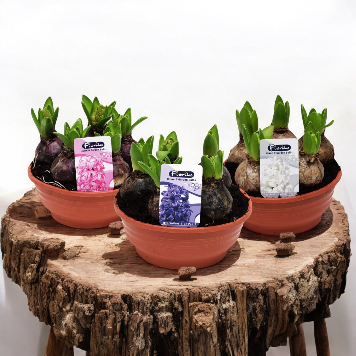 Bulbes de jacinthe en pot - 7 bulbes/pot – Secret Garden Plant Shop