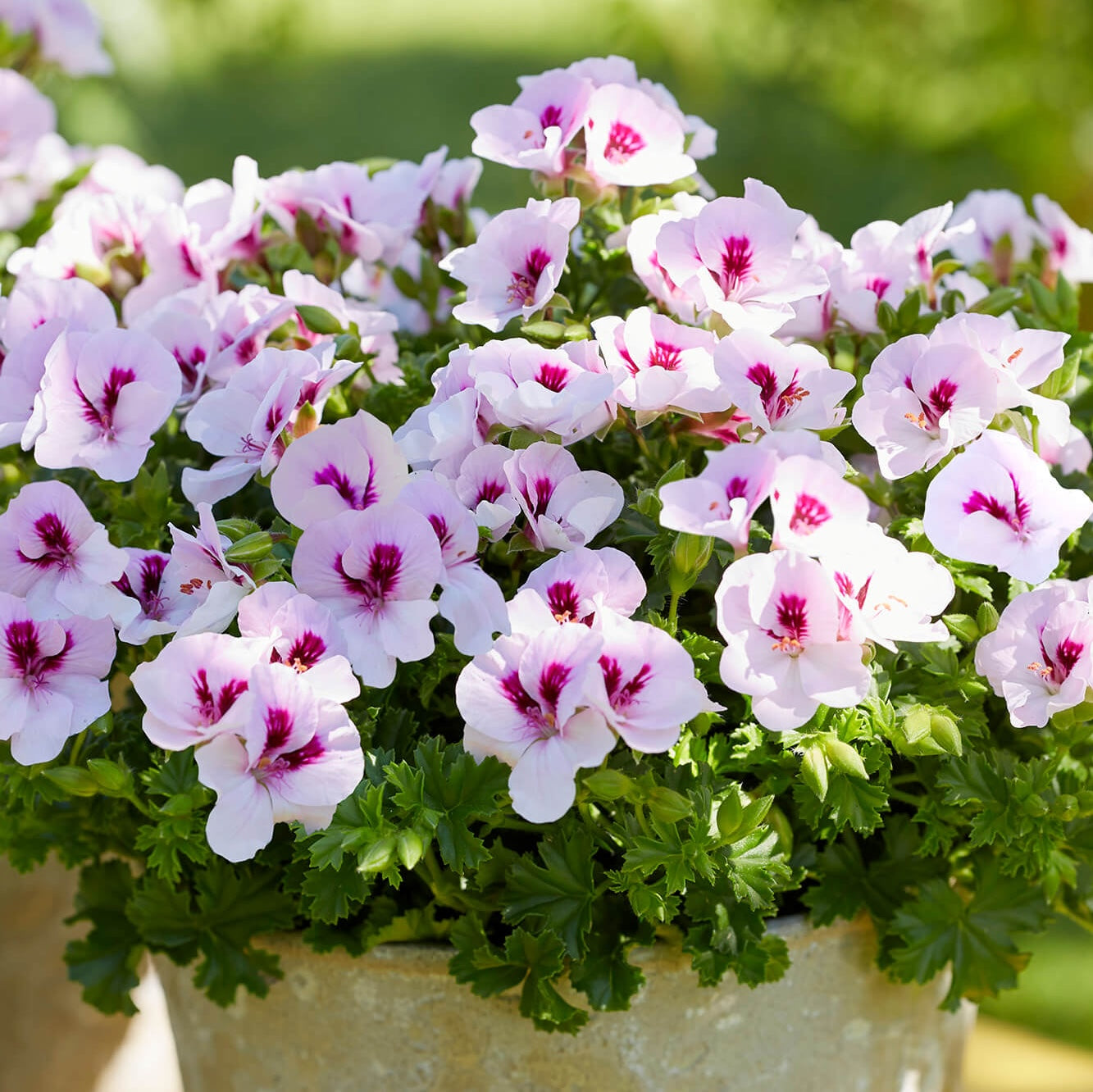 Muscate - Pelargonium ‘Angel Sophie’ – Secret Garden Plant Shop