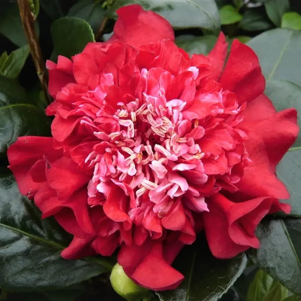 Camellia × williamsii 'Ruby Wedding' - floare dubla (rezistenta la ing ...