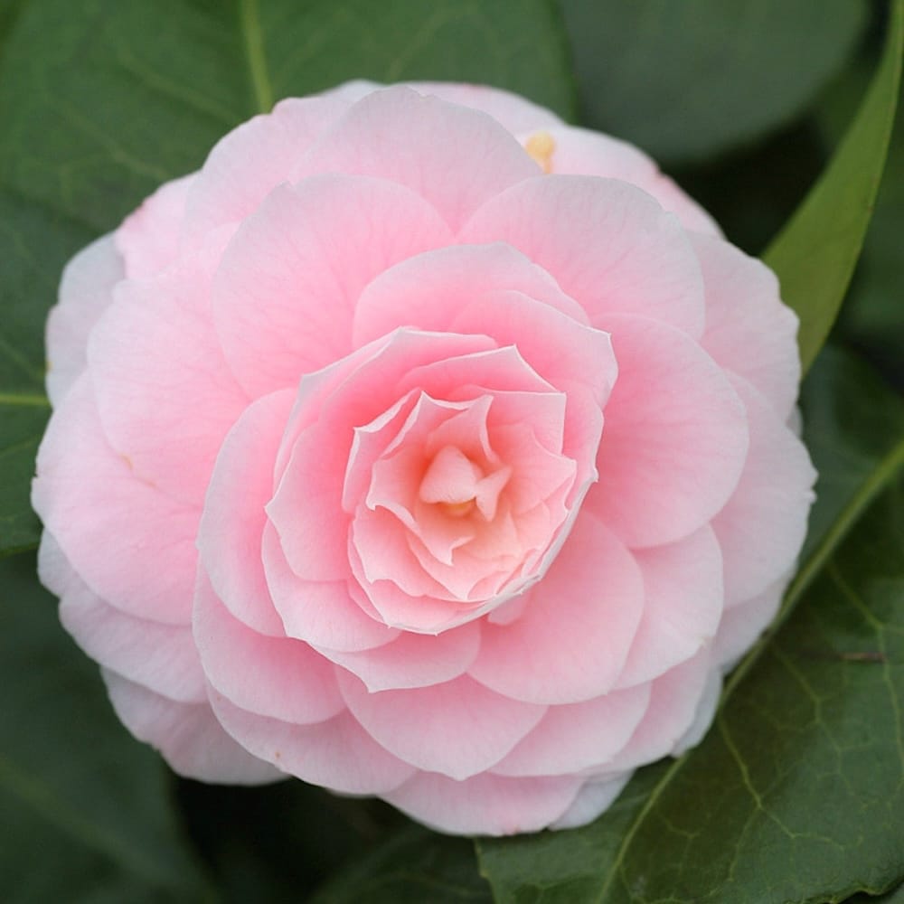 Camellia japonica 'Uso Otome' - floare dubla (rezistenta la inghet ...