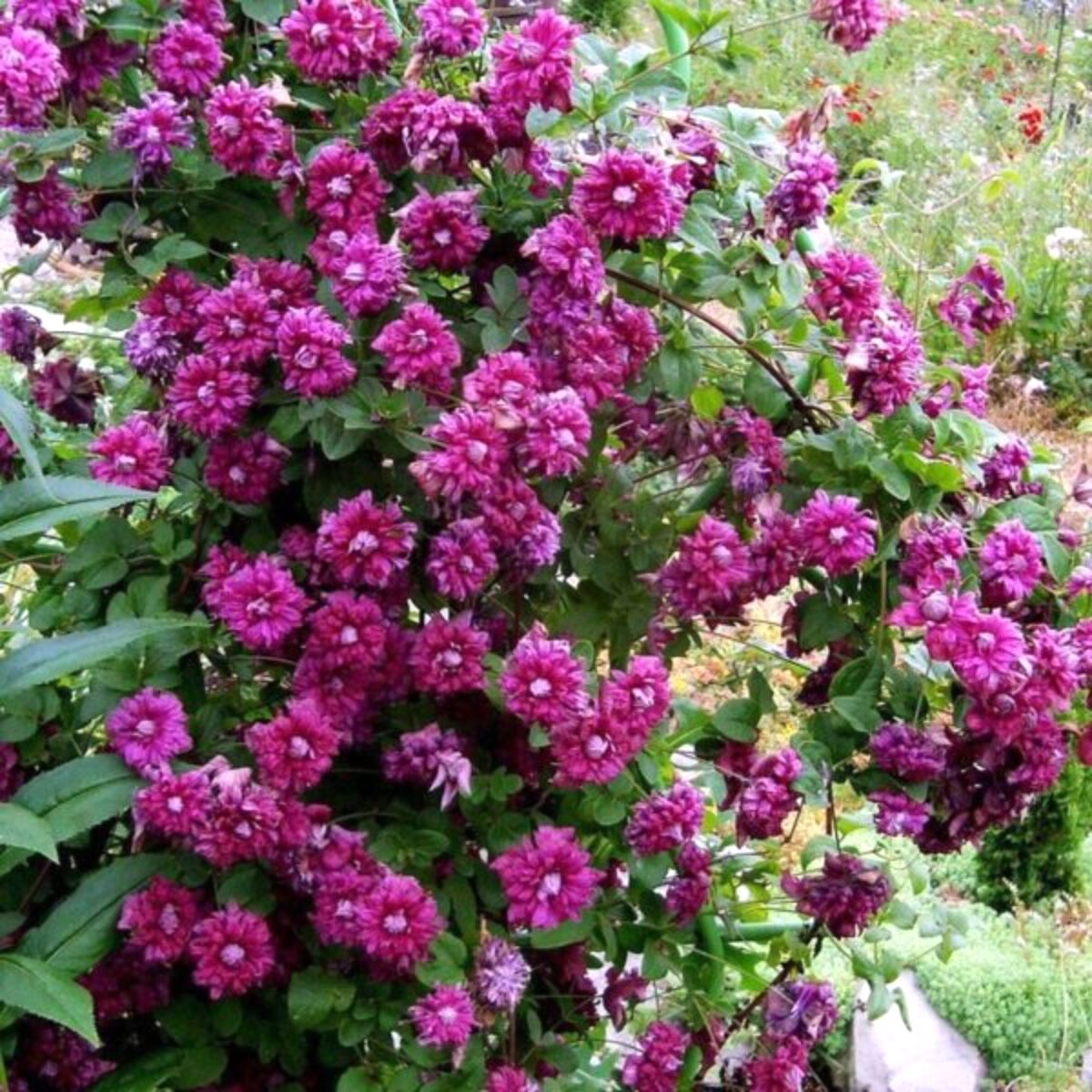 Clematis with purple double flowers - Clematis 'Purpurea Plena Elegans ...