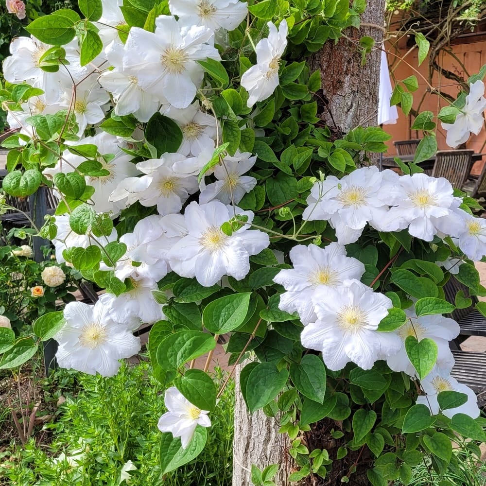 Clematite - Clematis 'Apollonia' (Late Large-flowered Group) – Secret ...