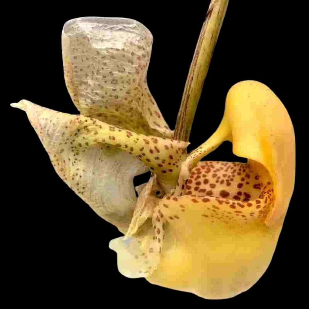 Coryanthes bruchmuelleri (Bucket Orchid) – Secret Garden Plant Shop