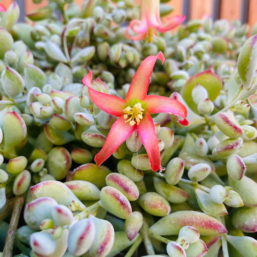 Cotyledon Pendens – Secret Garden Plant Shop