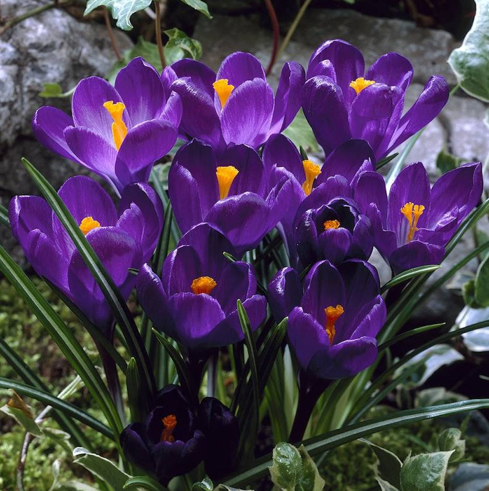 Crocus vernus 'Flower Record' u loncu (šafrani s velikim cvijetom ...