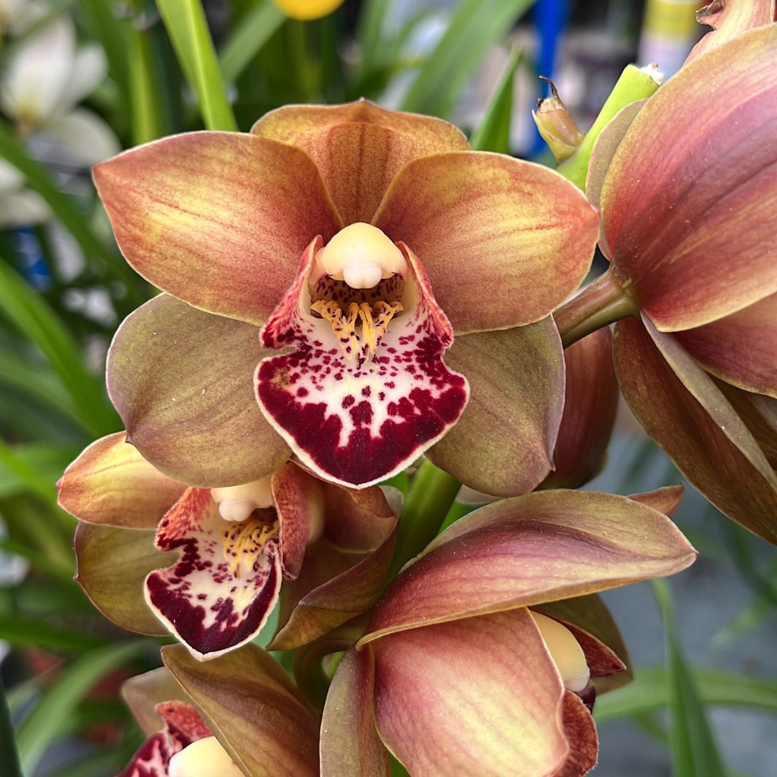 Brown Cymbidium orchids CYMB70 – Floraria Secret Garden (SG)