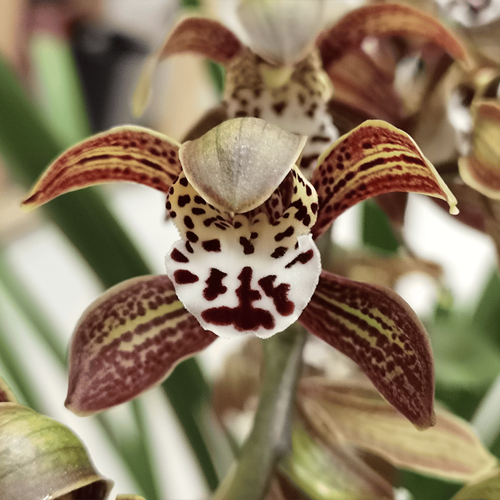 Cymbidium Magic Chocolate – Secret Garden Plant Shop