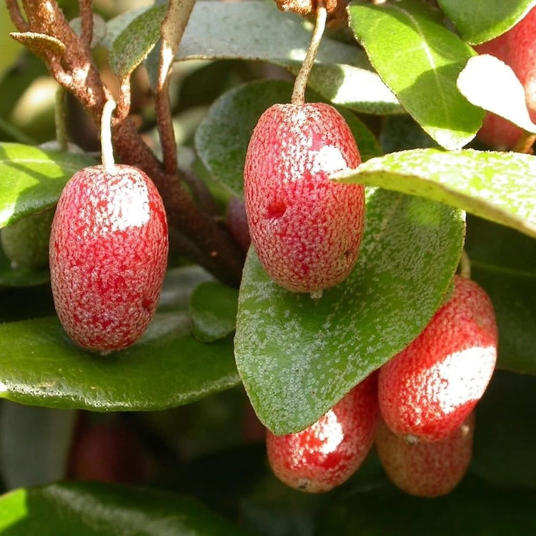 Elaeagnus ebbingei (Russian Olive, Silverberry) - fructe comestibile ...