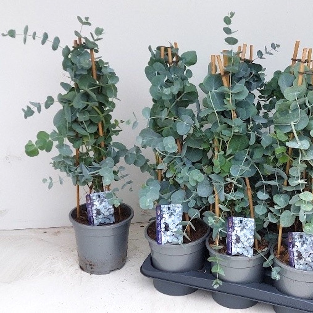Eucalipt - Eucalyptus cinerea (Silver Dollar) – Secret Garden Plant Shop