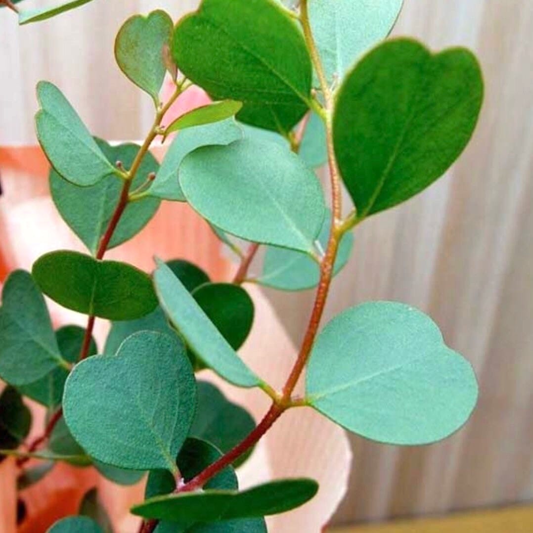Eucalipt - Eucalyptus websteriana (Heart Leaf) – Secret Garden Plant Shop