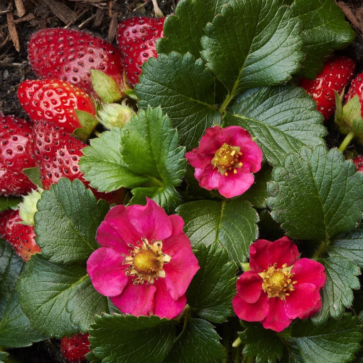 Capsun remontant - Fragaria × ananassa 'Toscana' (Everbearing Strawber