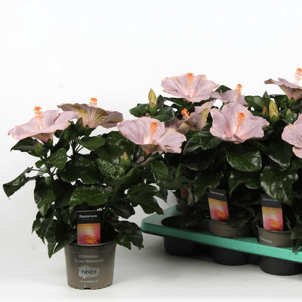 Hibiscus Ametist 2 Plante ghiveci Secret Garden Plant Shop Hibiscus Ametist 2 Plante ghiveci Secret Garden Plant Shop