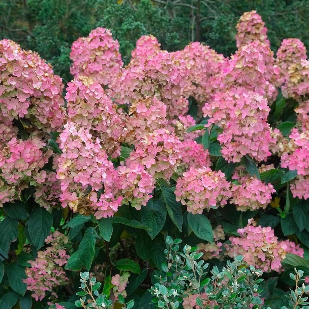Shrub hydrangea - Hydrangea paniculata 'Pink Diamond' – Floraria Secret ...