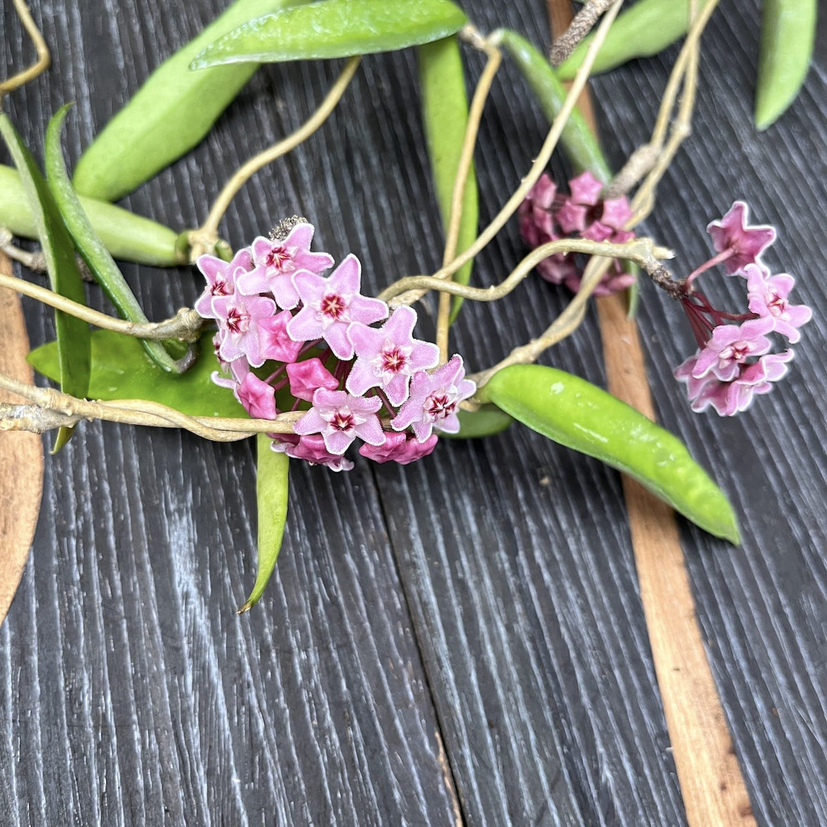 Hoya 'Minibelle' (shepherdii x carnosa) - parfumata – Secret Garden ...