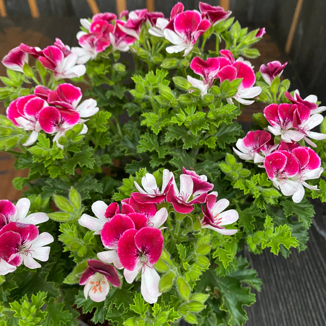 Muscate antitantari - Pelargoniums Angel Parfume 'Senna' – Floraria ...