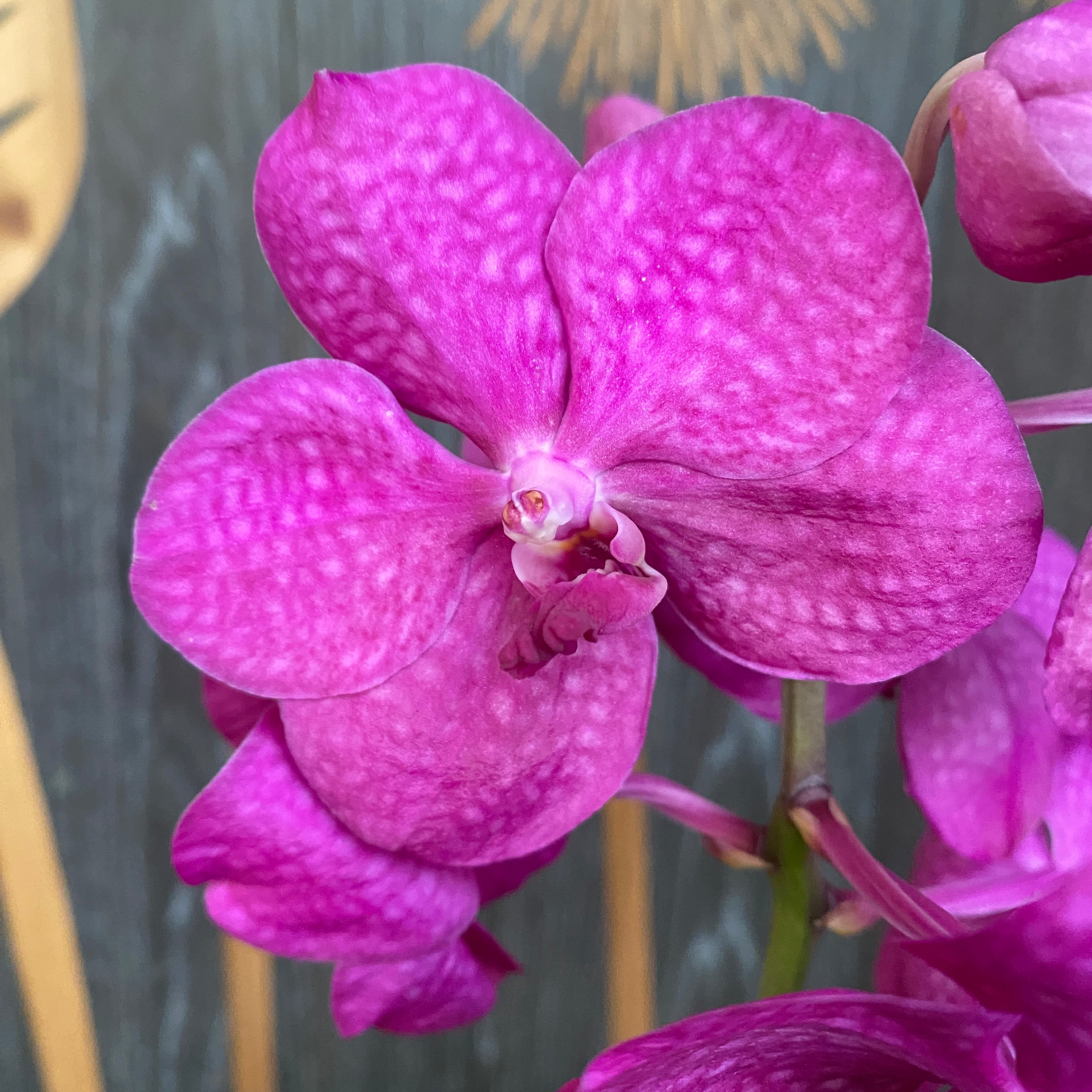 Orhidee Vanda Tayanee Blue (Ansu) – Floraria Secret Garden (SG)