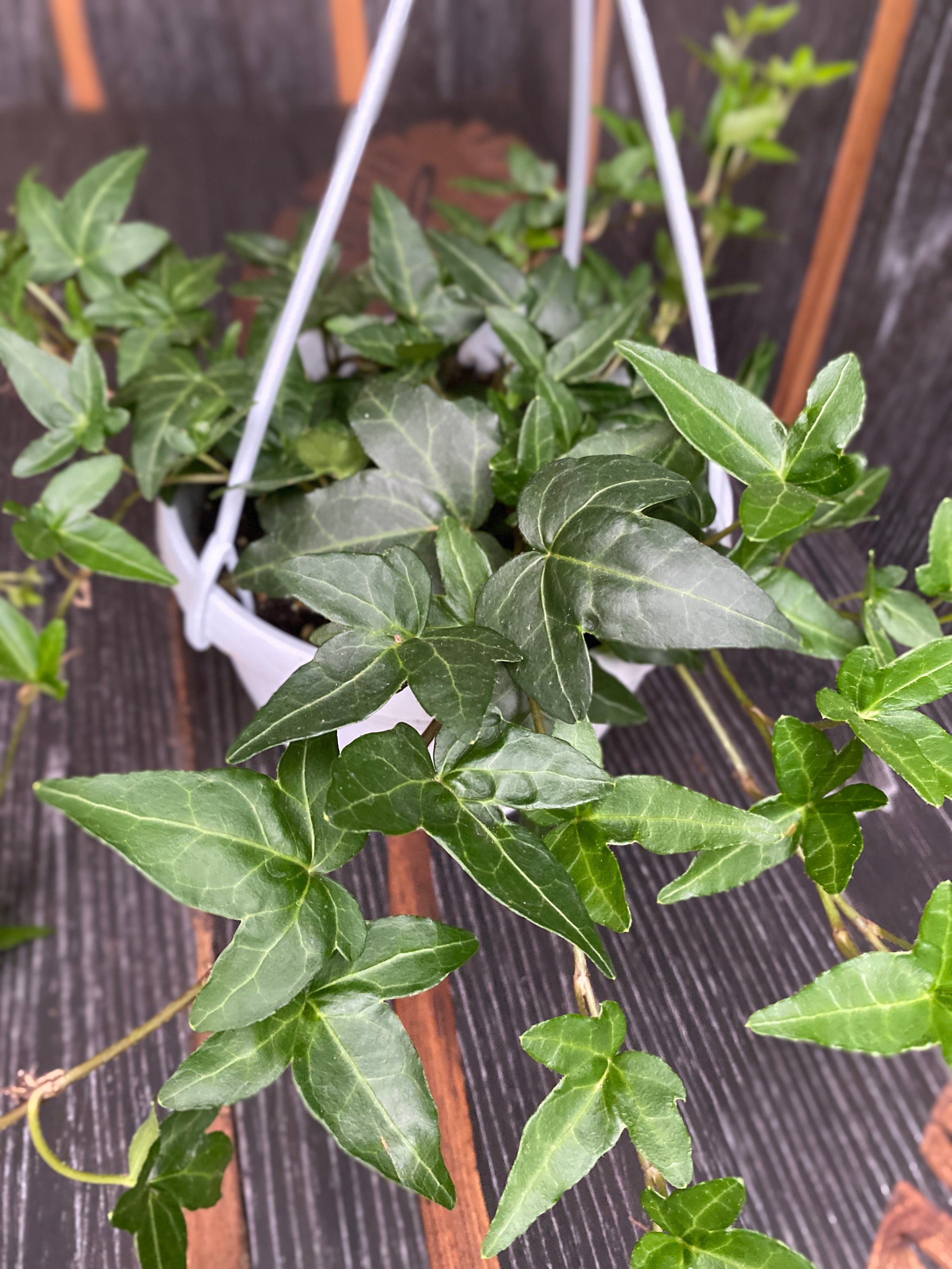 Ivy - Hedera helix 'Shamrock' – Floraria Secret Garden (SG)