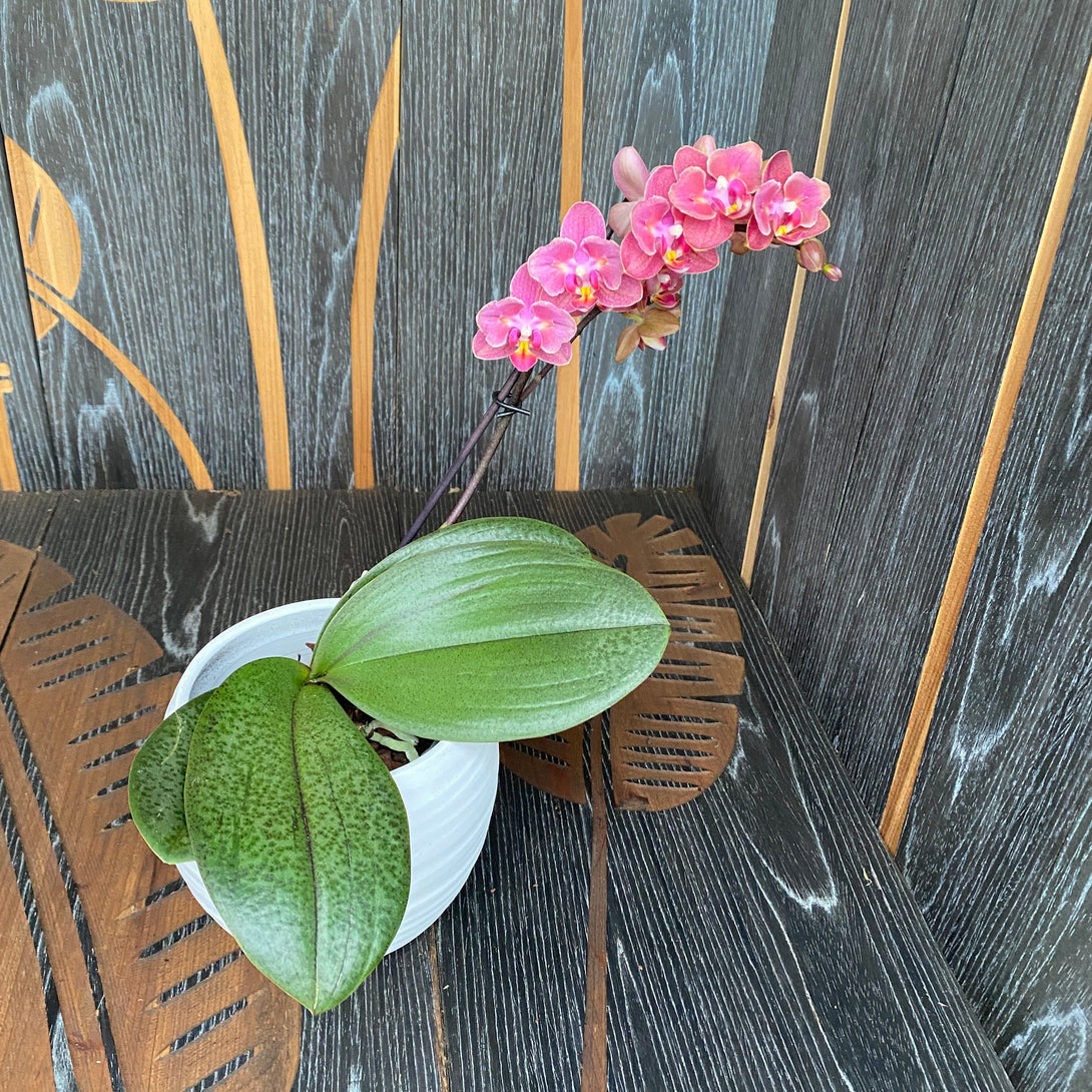 Phalaenopsis Diffusion * flori pelorice parfumate SG01 – Floraria ...