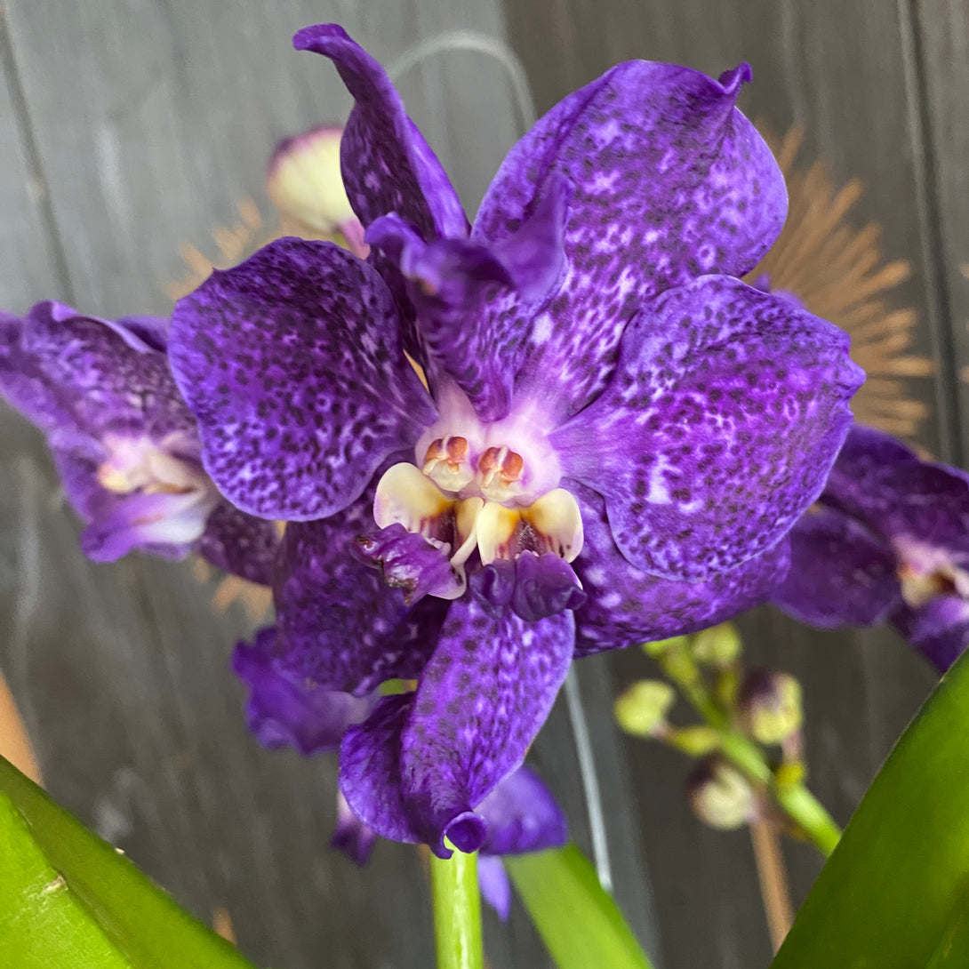 Vanda Tweed Blue XXL 2p (Ansu) - TWEED07 – Floraria Secret Garden (SG)