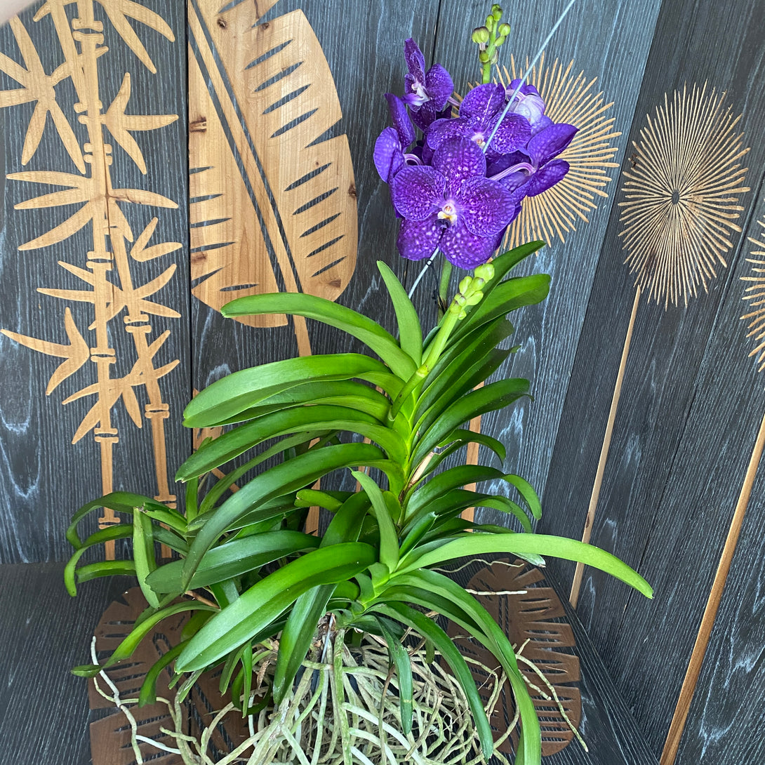 Vanda Tweed Blue XXL 4p (Ansu) - TWEED10 – Floraria Secret Garden (SG)