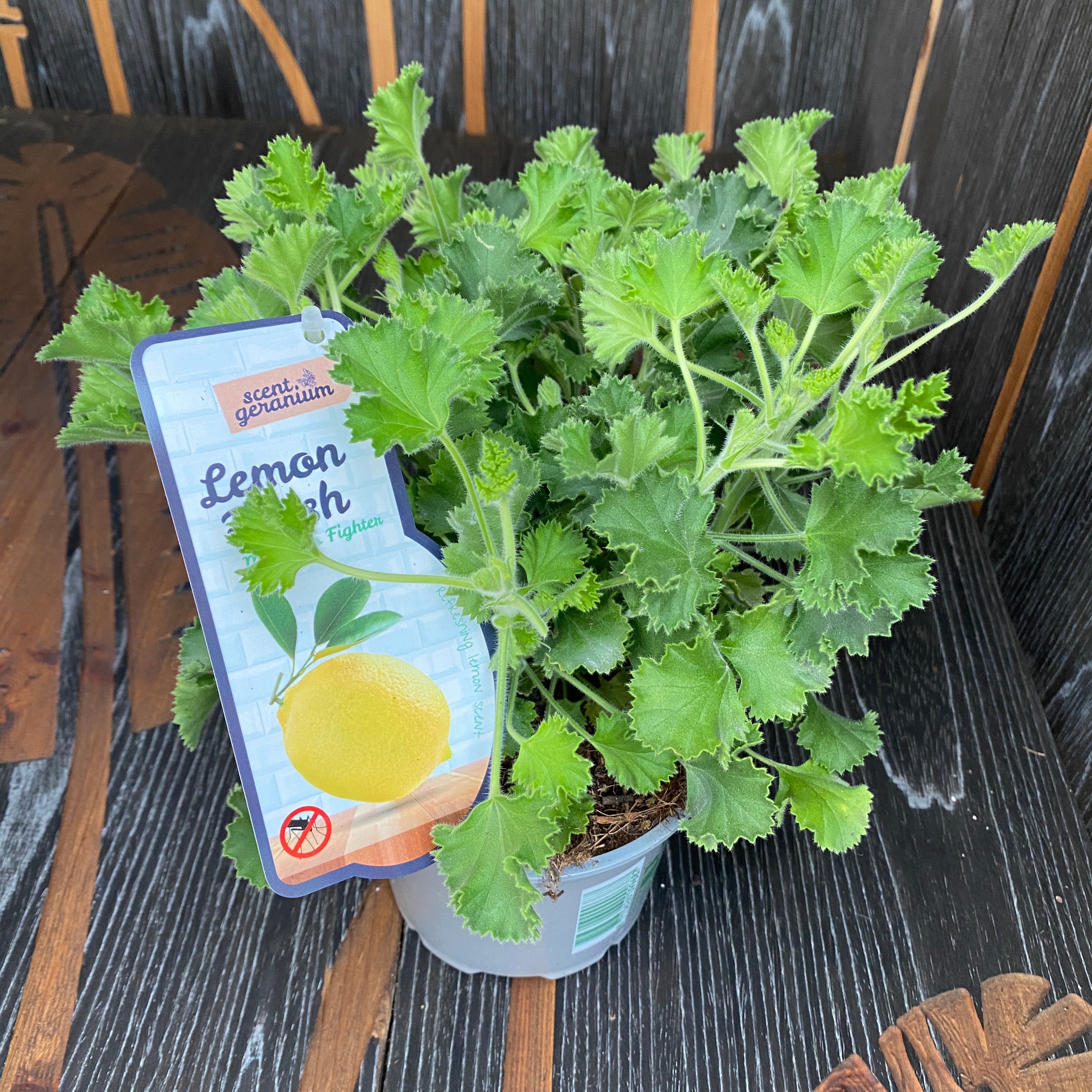 Muscate parfumate antitantari - Scented Geranium (parfum de lamaie ...