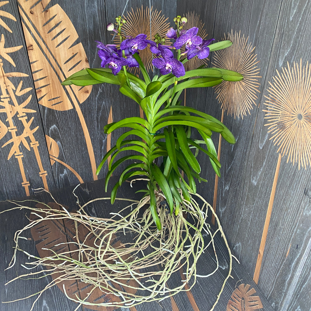 Vanda Tweed Blue XXL 2p (Ansu) - TWEED07 – Floraria Secret Garden (SG)