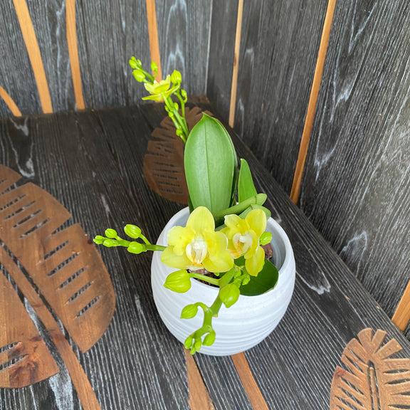 Phalaenopsis Table Lemon peloric - butterfly