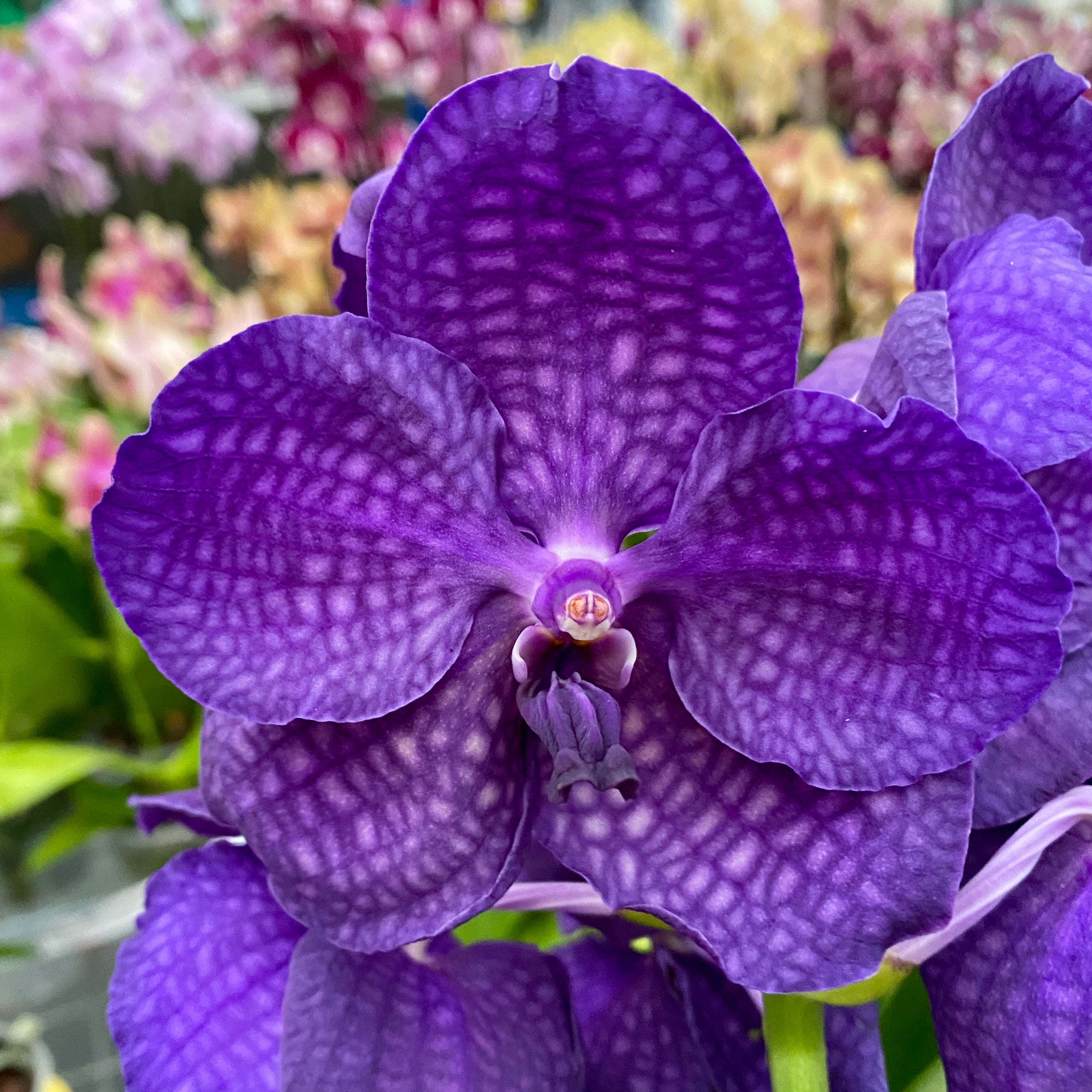 Vanda Pachara Delight – Floraria Secret Garden (SG)