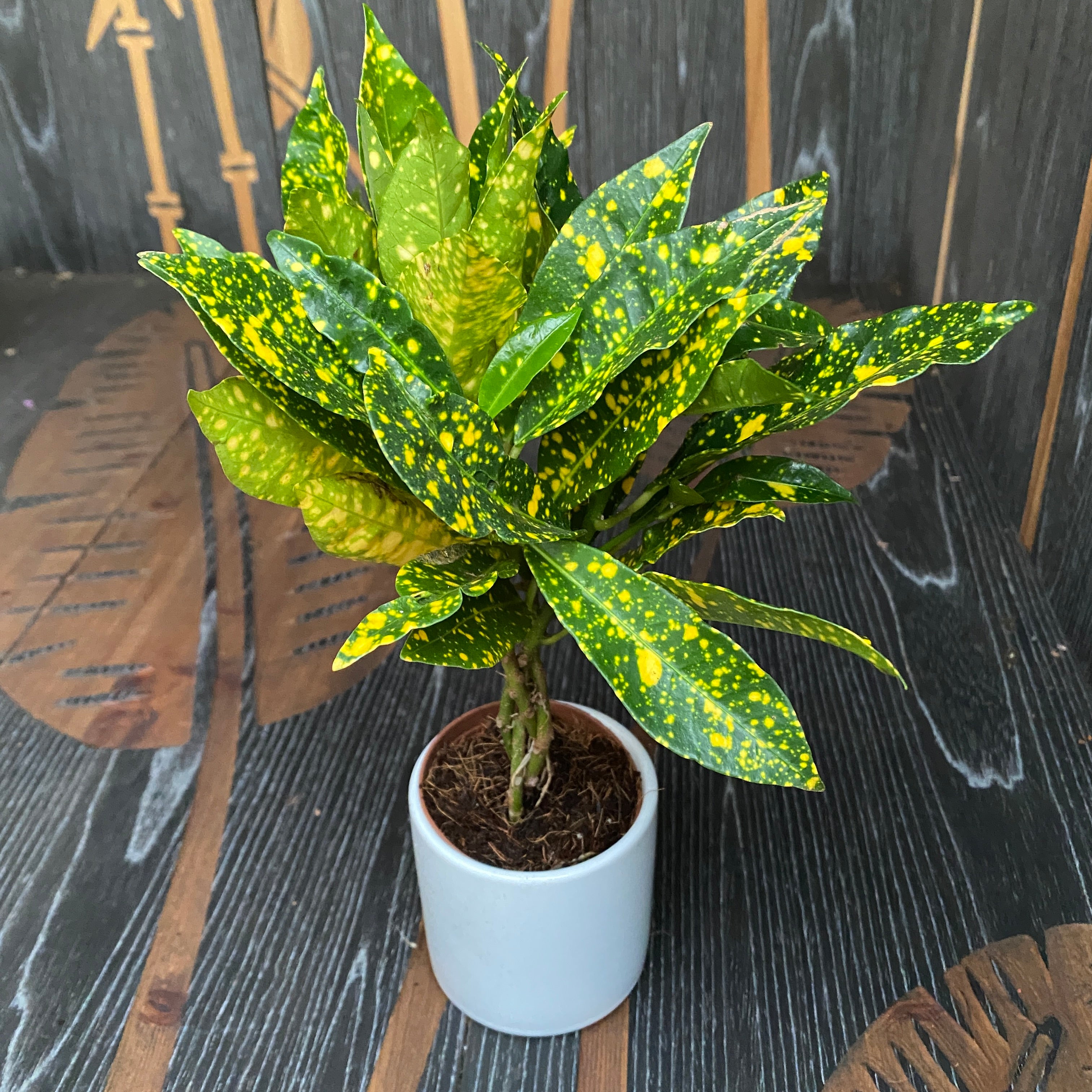 Codiaeum Variegatum Gold Dust (babyplant) – Floraria Secret Garden (SG)