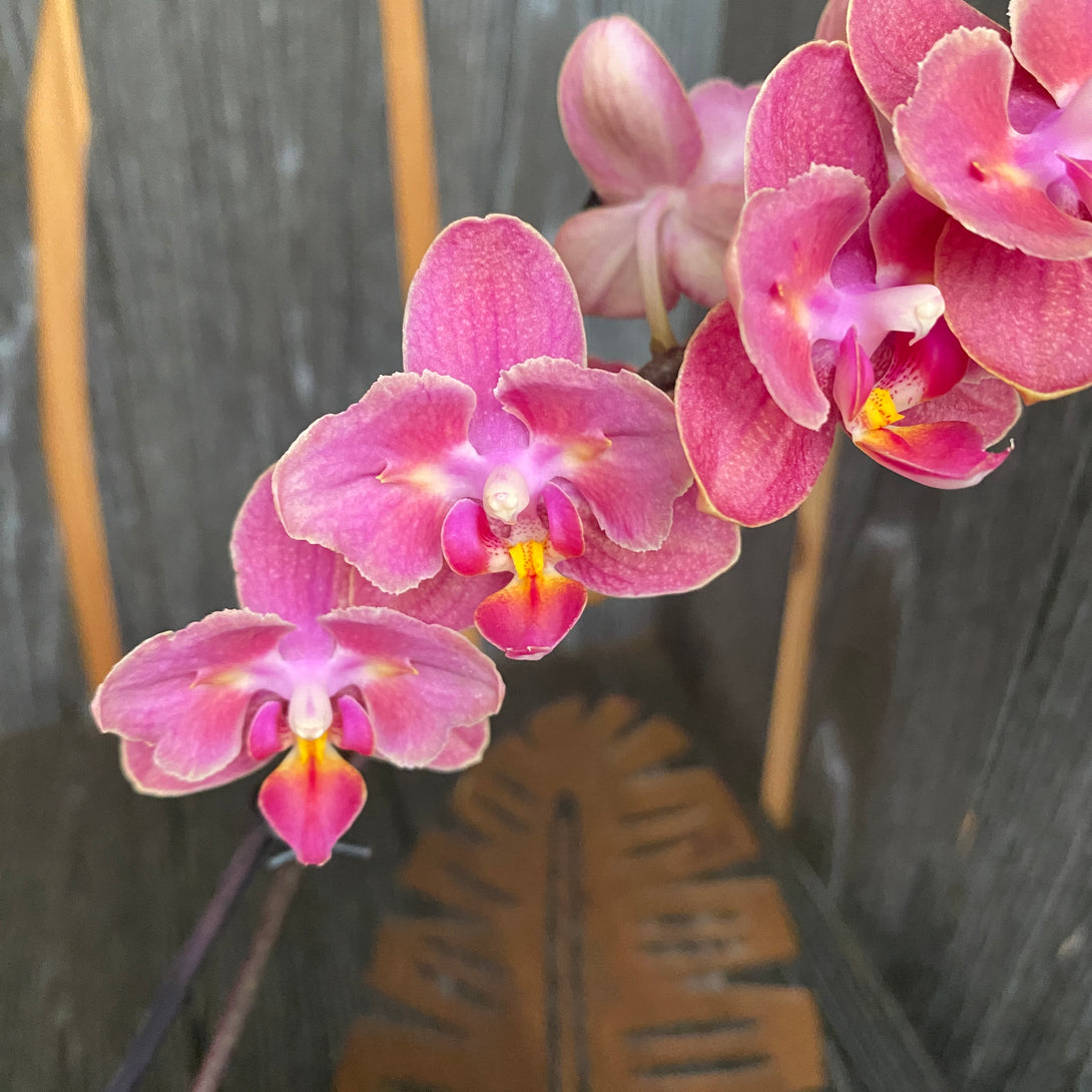 Phalaenopsis Diffusion * flori pelorice parfumate SG01 – Floraria ...