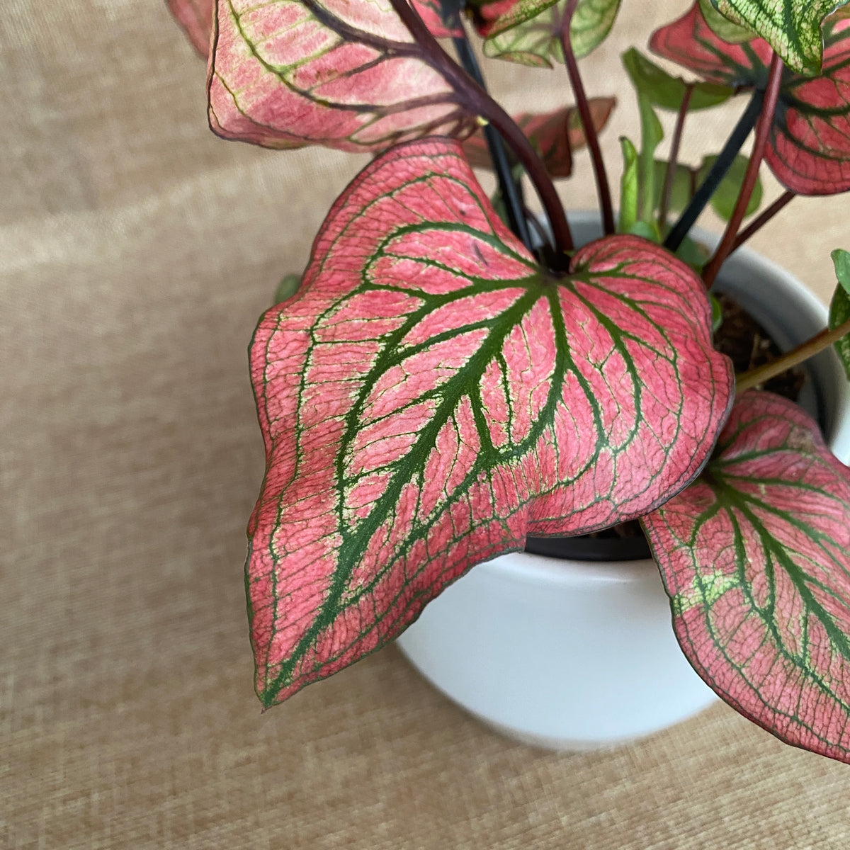Caladium 'Lucia White' – Secret Garden Plant Shop