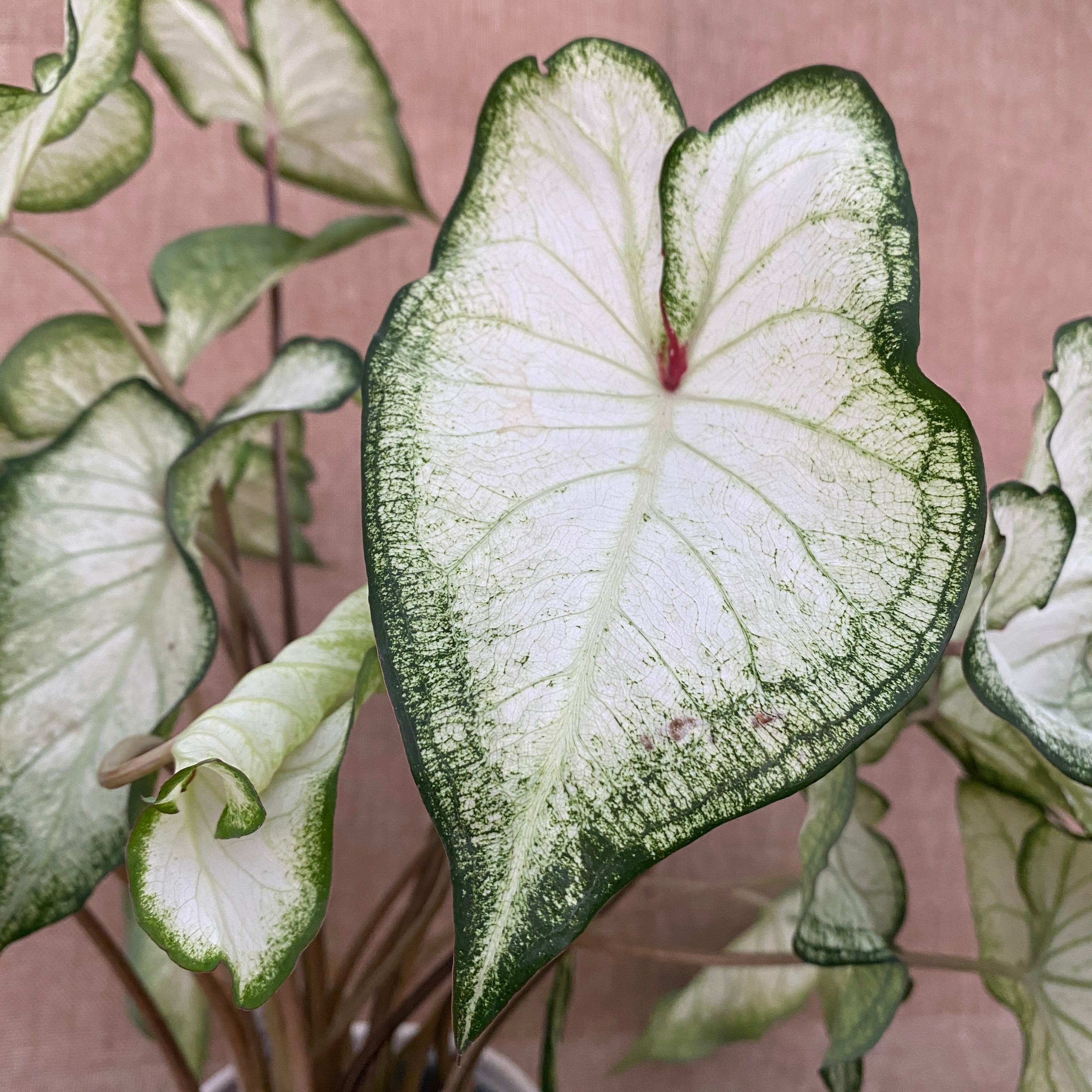 Caladium 'White Delight' – Floraria Secret Garden (SG)