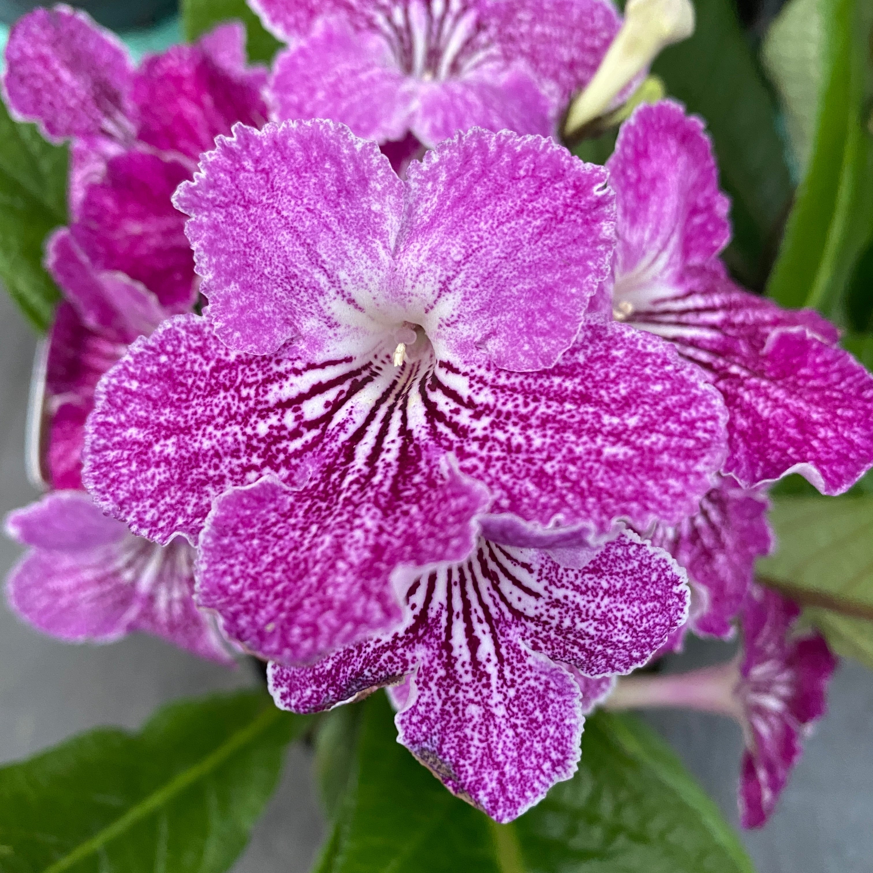 Streptocarpus 'Carina' – Secret Garden Plant Shop