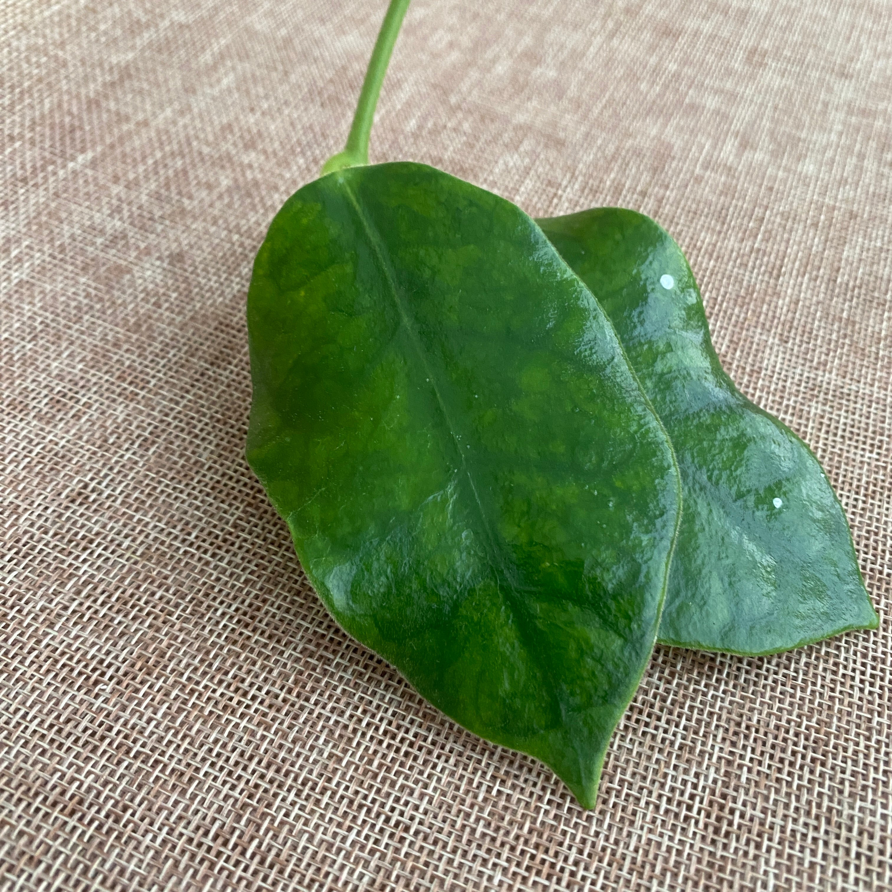 Hoya gigas - flori uriase, parfumate – Floraria Secret Garden (SG)