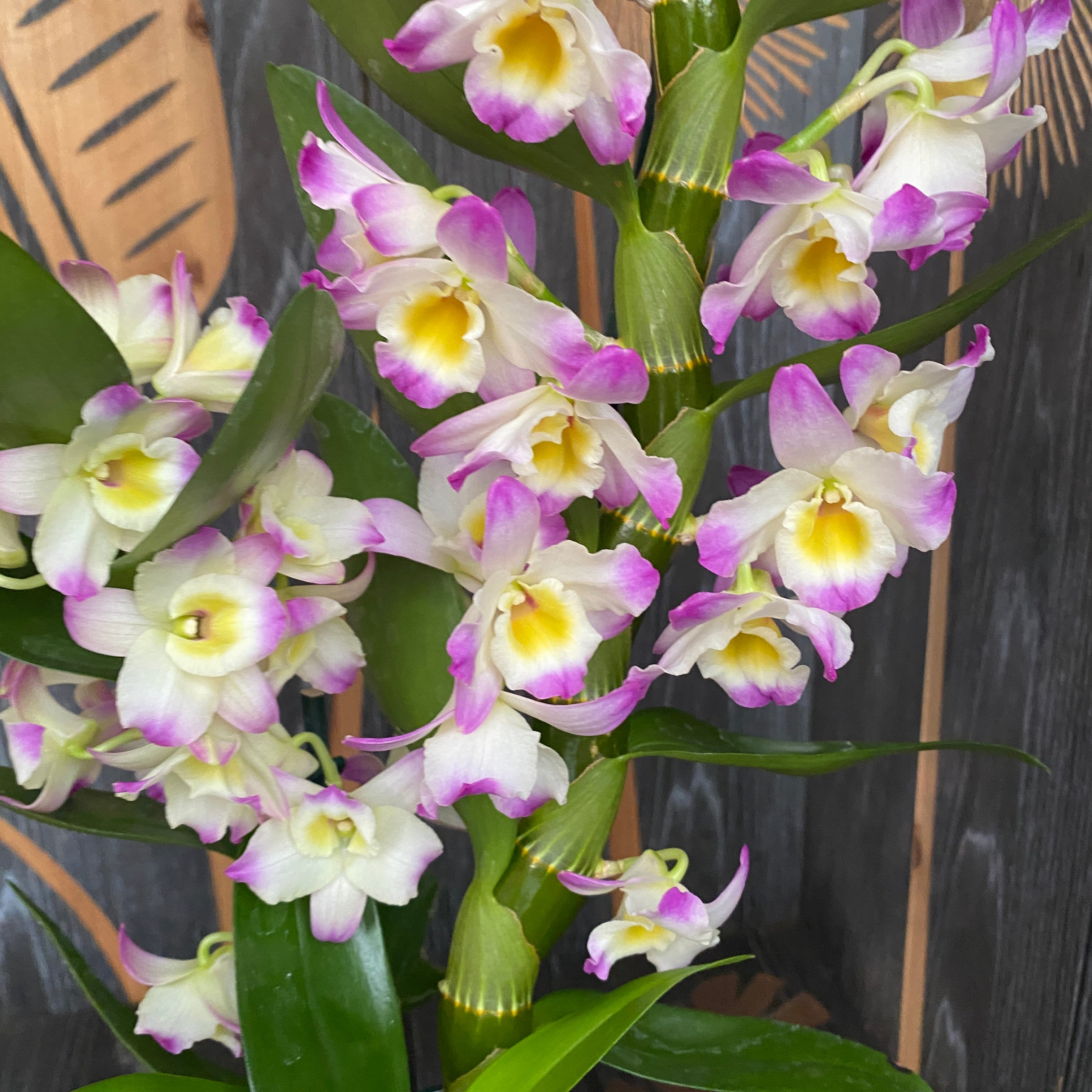 Dendrobium 'Bright Eye' – Floraria Secret Garden (SG)