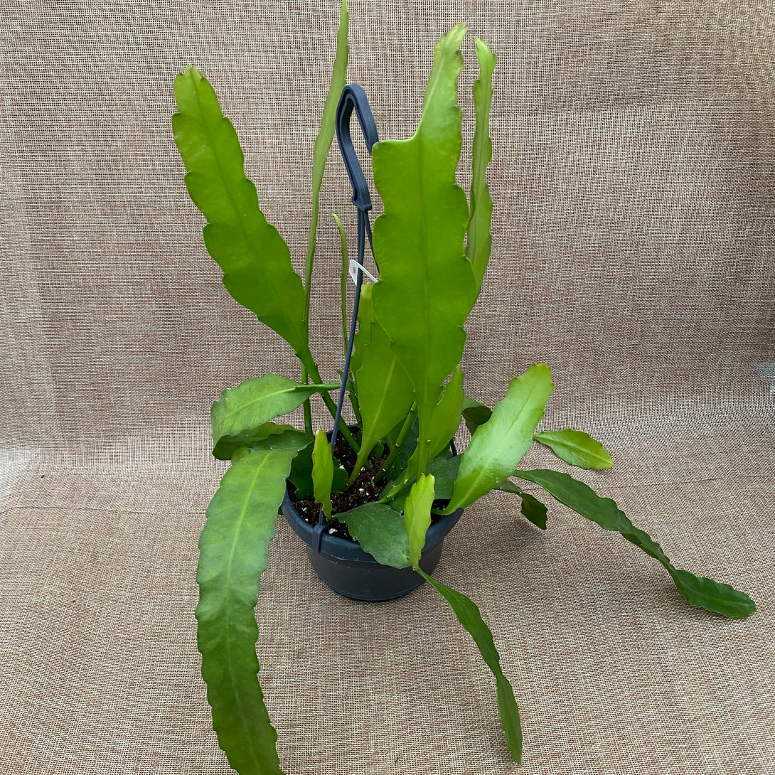 Epiphyllum Fruhlings Gold (cactusul orhidee) – Floraria Secret Garden (SG)