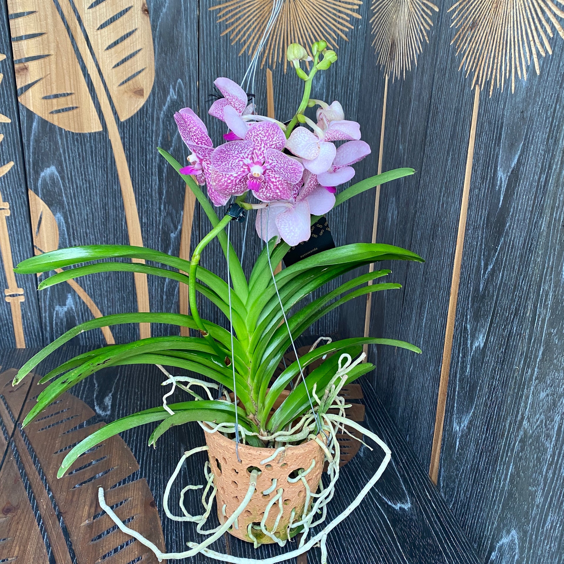 Vanda NITAYA Tropical Punch (Ansu) – Secret Garden Plant Shop