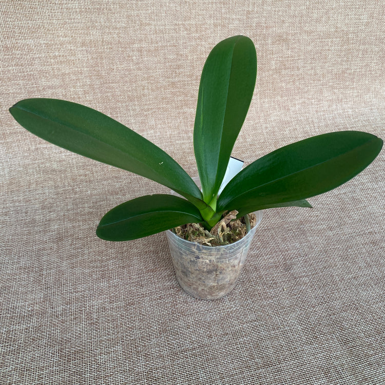 Orhidee Phalaenopsis Sogo Yellowtris (peloric - butterfly) – Floraria ...