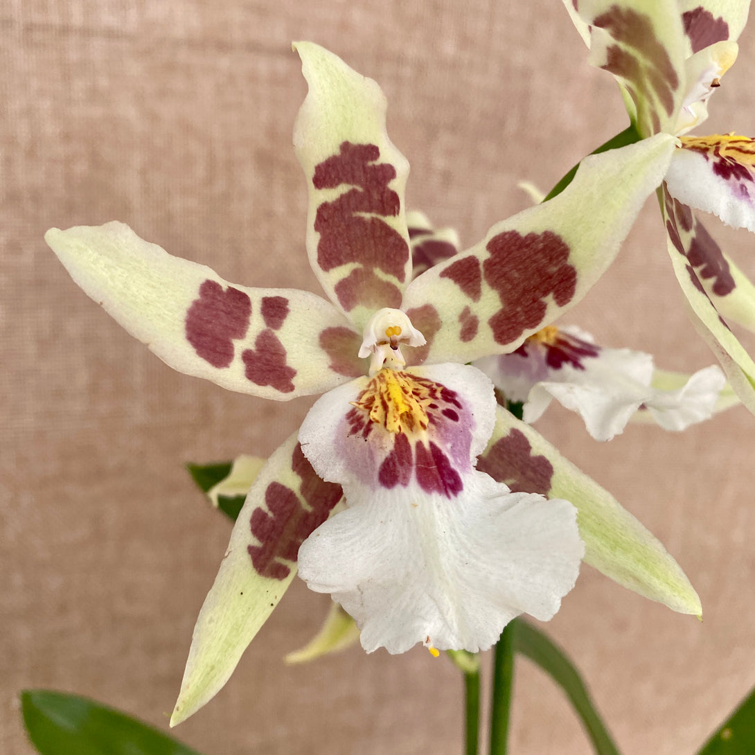 Aliceara Renaissance 'White' parfumata