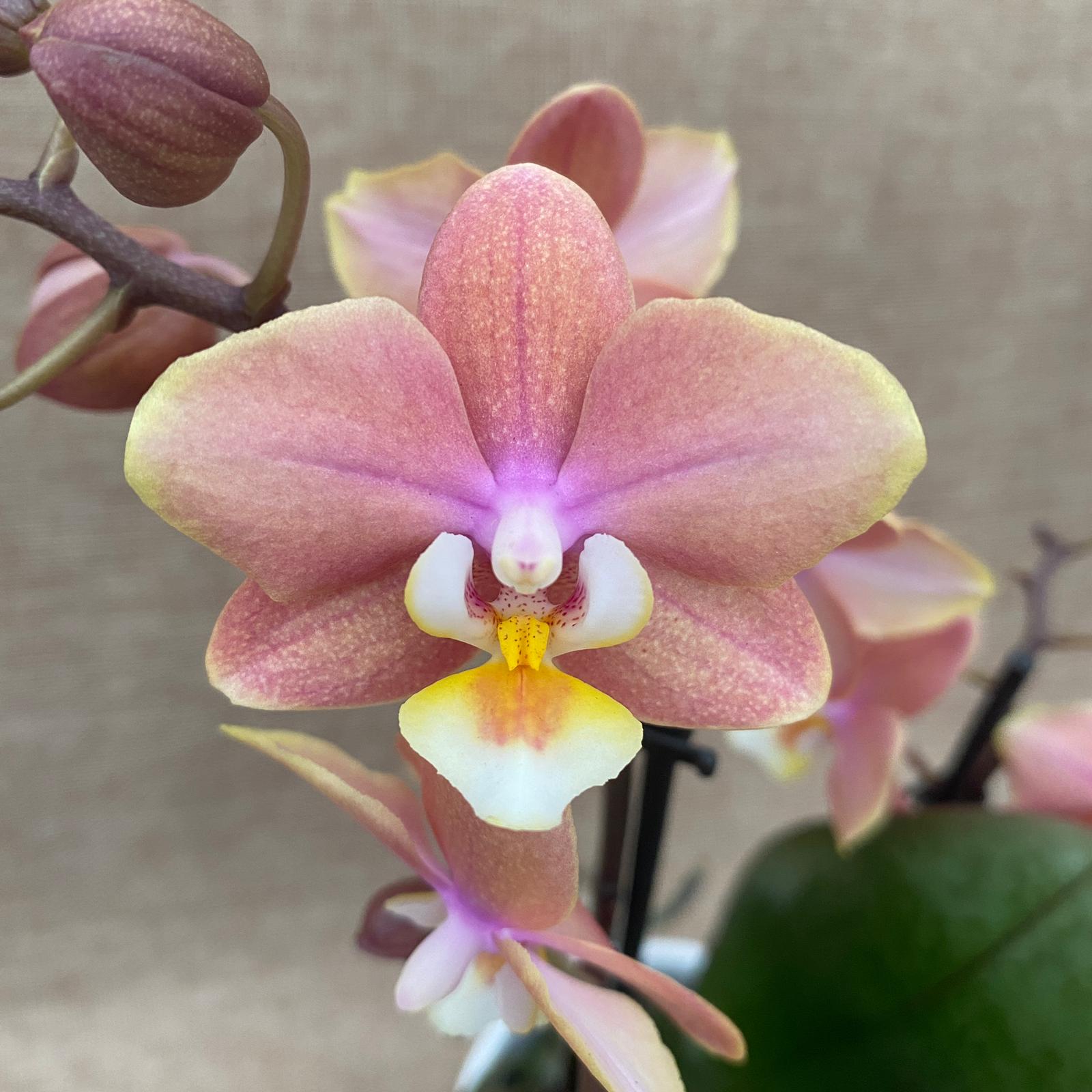 Orhidee Phalaenopsis Melion * parfumata – Floraria Secret Garden (SG)