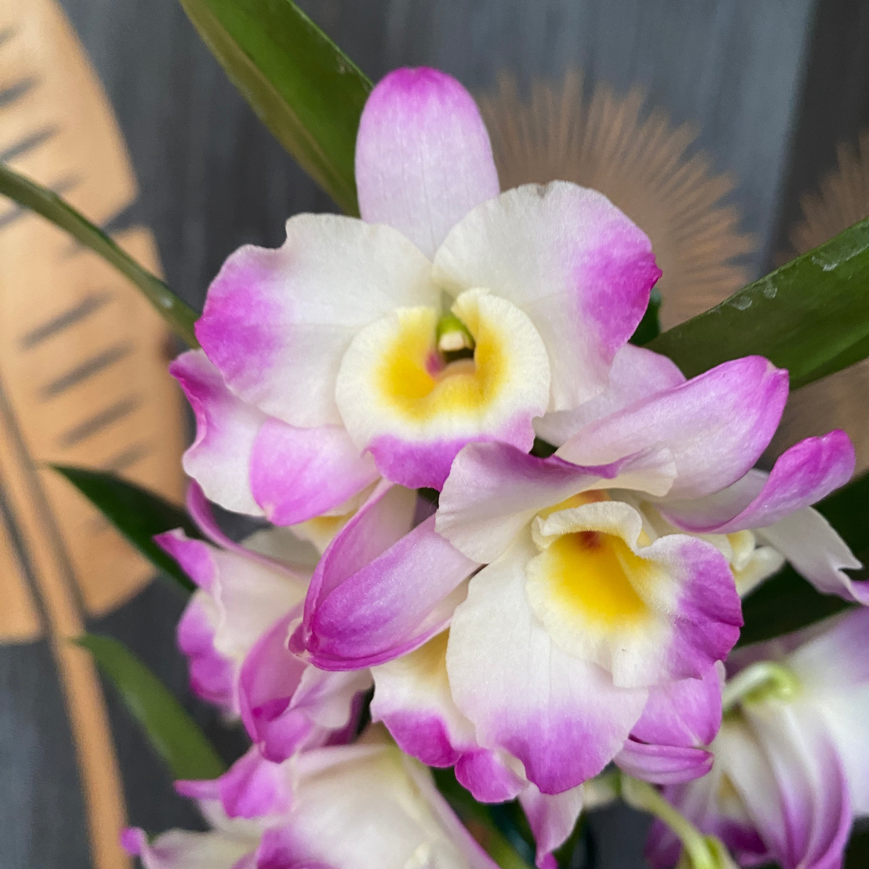Dendrobium 'Bright Eye' – Floraria Secret Garden (SG)