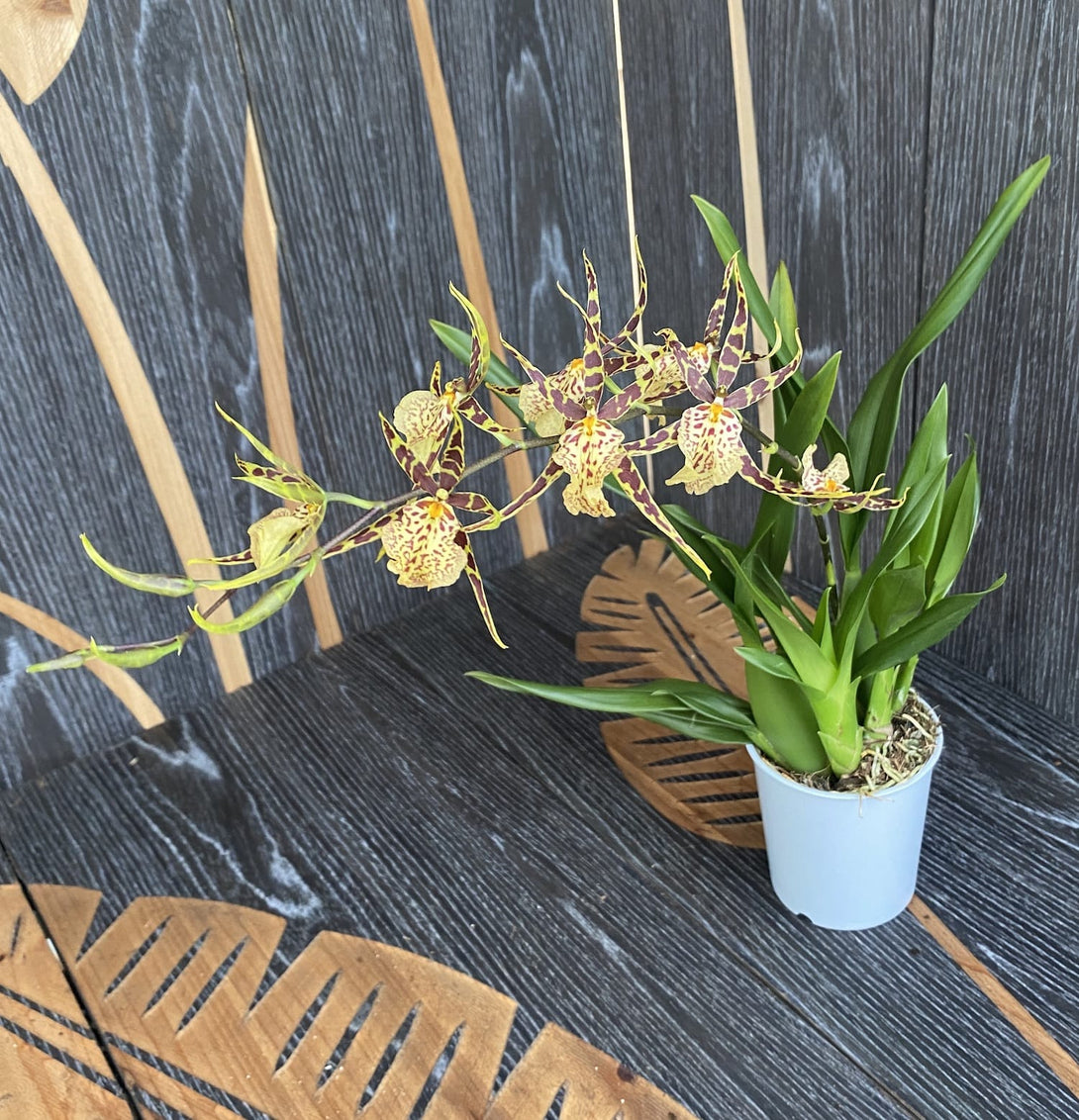 Oncidium (Cyrtocidium) Holm’s Wizard - variation 02 - parfumat ...