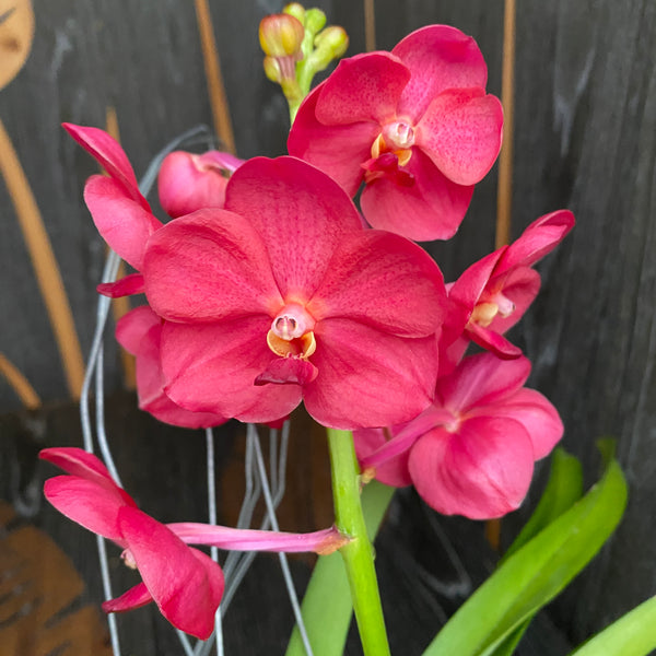 Orhidee in ghiveci – Floraria Secret Garden (SG)