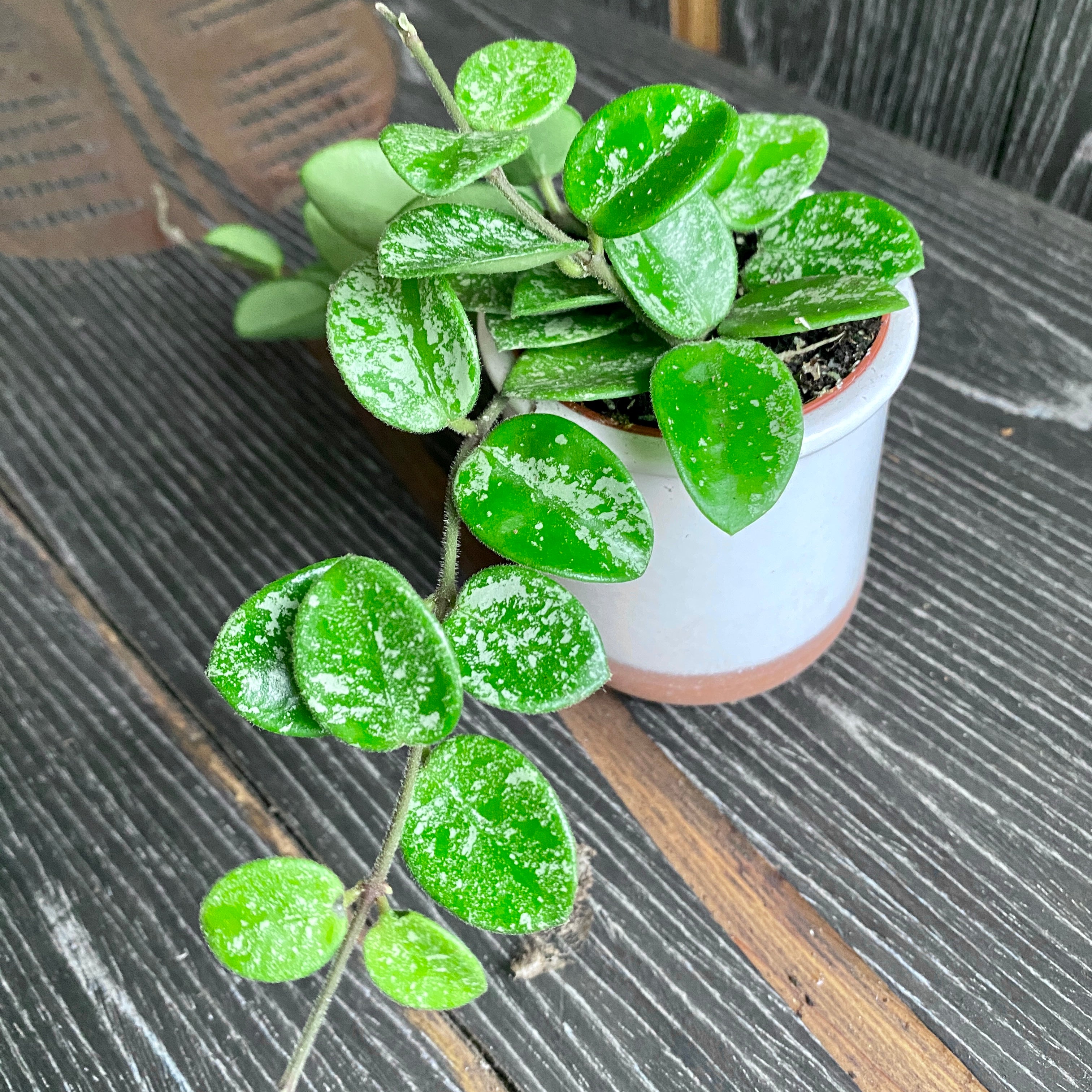 Hoya Mathilde 'Splash' D6 - parfumata – Floraria Secret Garden (SG)